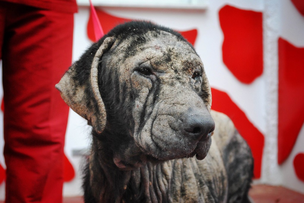 The most amazing dog rescue video, PENNY - Humane Drum