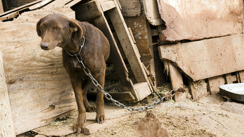 How to Identify and Handle Animal Cruelty - Humane Drum